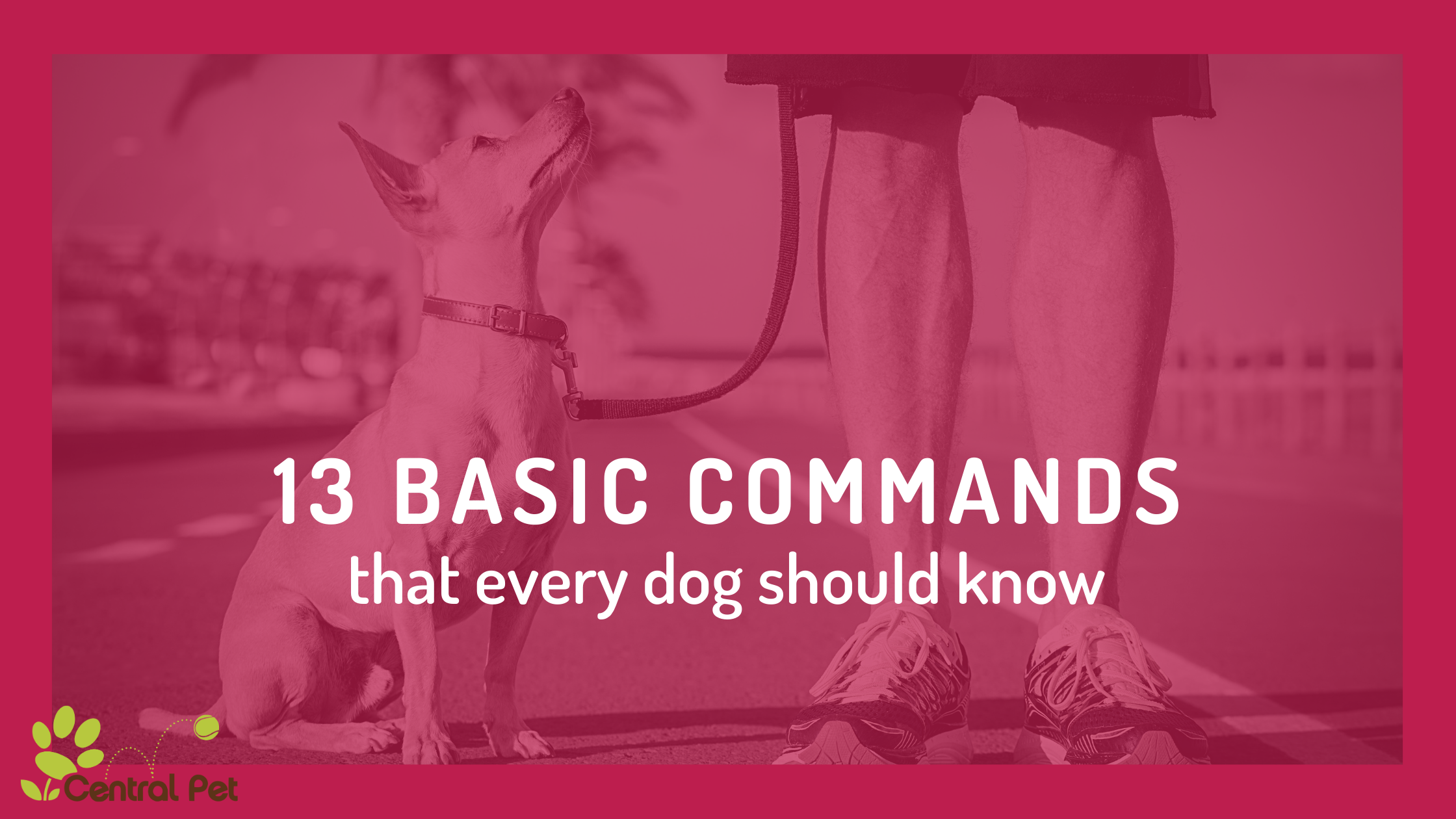 Basic Commands Every Dog (and Dog Owner) Should Know Basic Commands Every Dog (and Dog Owner) Should Know